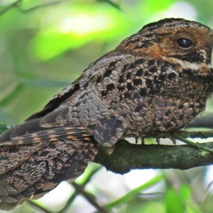 bacurau-rabo-de-seda (Antrostomus sericocaudatus) | WikiAves - A ...