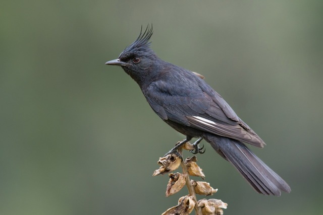 maria-preta-de-penacho (Knipolegus lophotes) | WikiAves - A ...