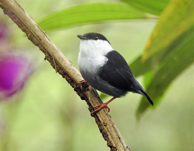 Foto rendeira (Manacus manacus) Por Celso De Castro | Wiki Aves - A ...