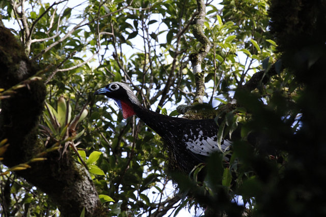Foto jacutinga (Aburria jacutinga) Por Juliana Hiendlmayer | Wiki Aves ...