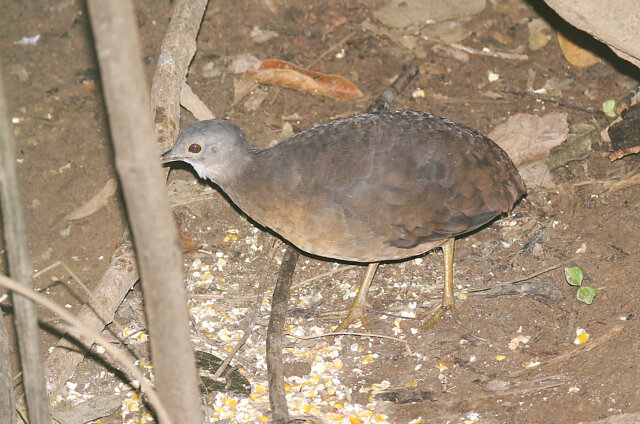 Foto tururim (Crypturellus soui) Por Tulio Dornas | Wiki Aves - A ...