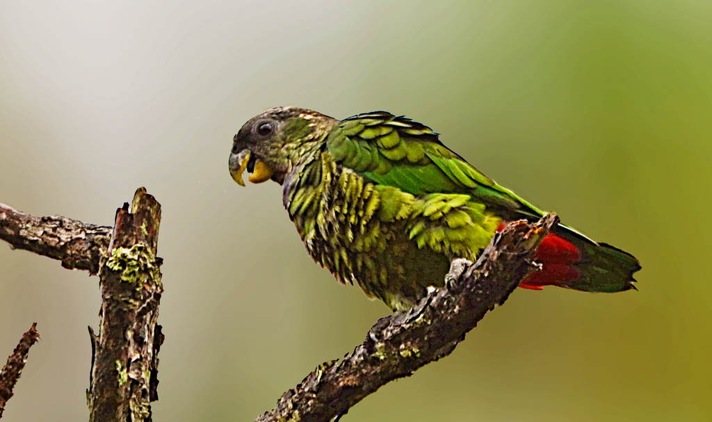 Foto maitaca-verde (Pionus maximiliani) Por Renerio Almeida | Wiki Aves ...