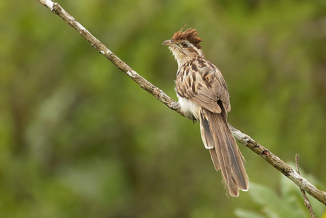 Foto saci (Tapera naevia) Por Leonardo Casadei | Wiki Aves - A ...