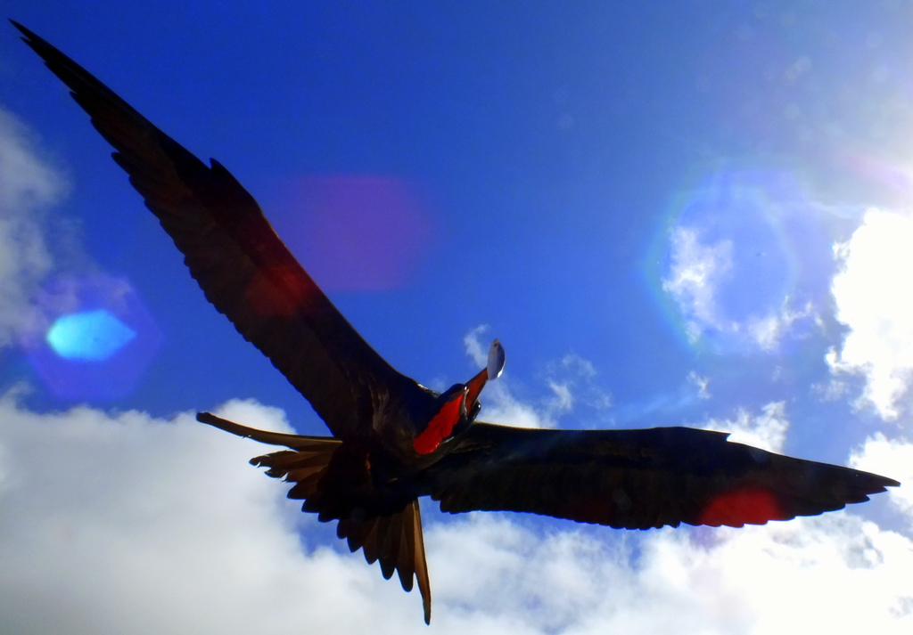 Foto fragata-pequena (Fregata trinitatis) Por Sérgio Seven | Wiki Aves ...