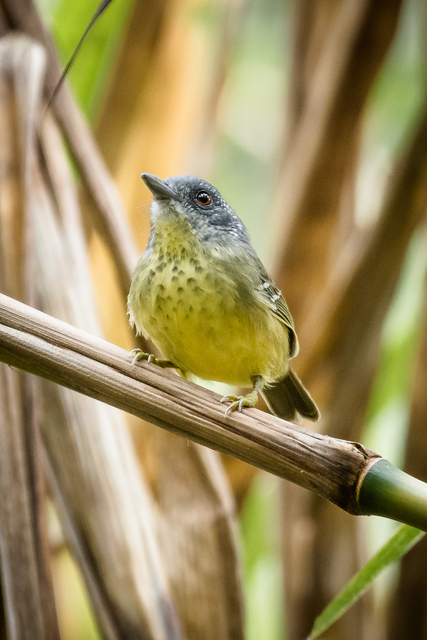 Foto choquinha-de-peito-pintado (Dysithamnus stictothorax) Por André ...