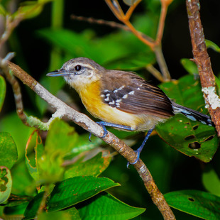 papa-formiga-pardo (Formicivora grisea) | WikiAves - A Enciclopédia das ...