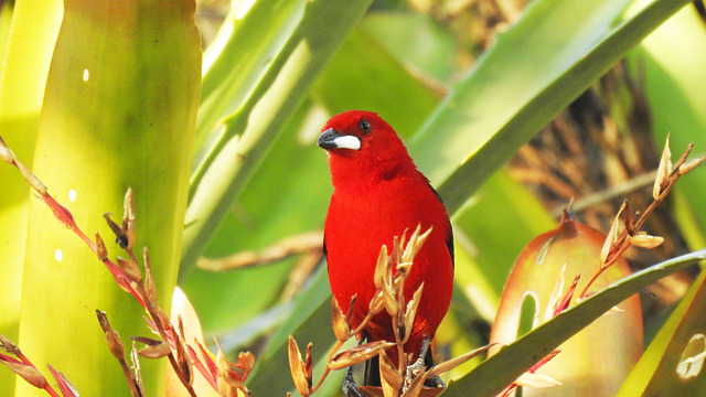 Foto tiê-sangue (Ramphocelus bresilia) Por André Luiz de Alcântara Lima ...
