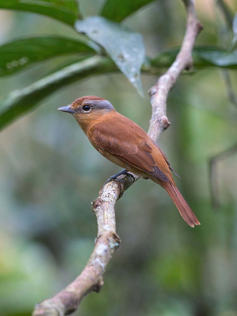 Foto caneleiro (Pachyramphus castaneus) Por Luiz P. H. Alves | Wiki ...