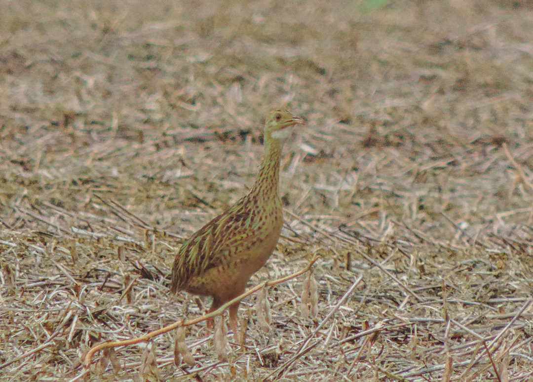Foto codorna-amarela (Nothura maculosa) Por Geovane Andrade | Wiki Aves ...
