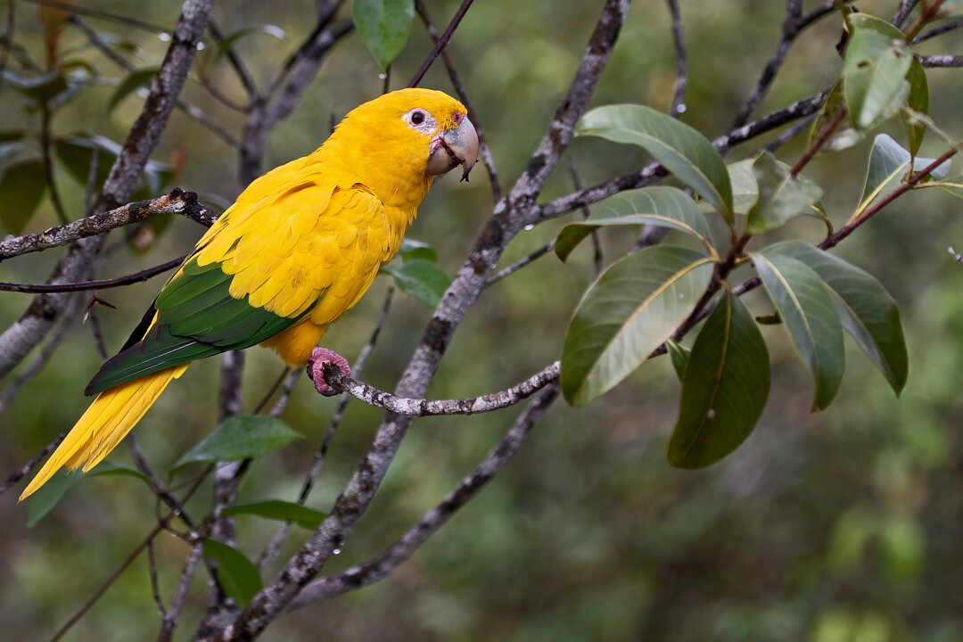 Foto ararajuba (Guaruba guarouba) Por Leonildo Piovesan - Seberí-RS ...