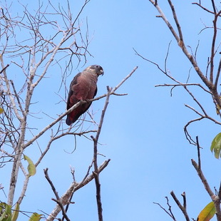 maitaca-roxa (Pionus fuscus) | WikiAves - A Enciclopédia das Aves do Brasil