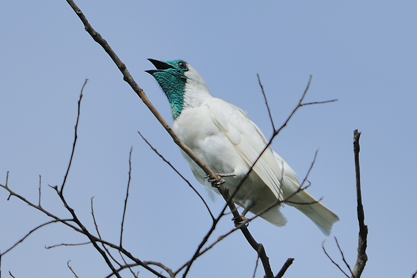 Foto araponga (Procnias nudicollis) Por Emerson Kaseker | Wiki Aves - A ...