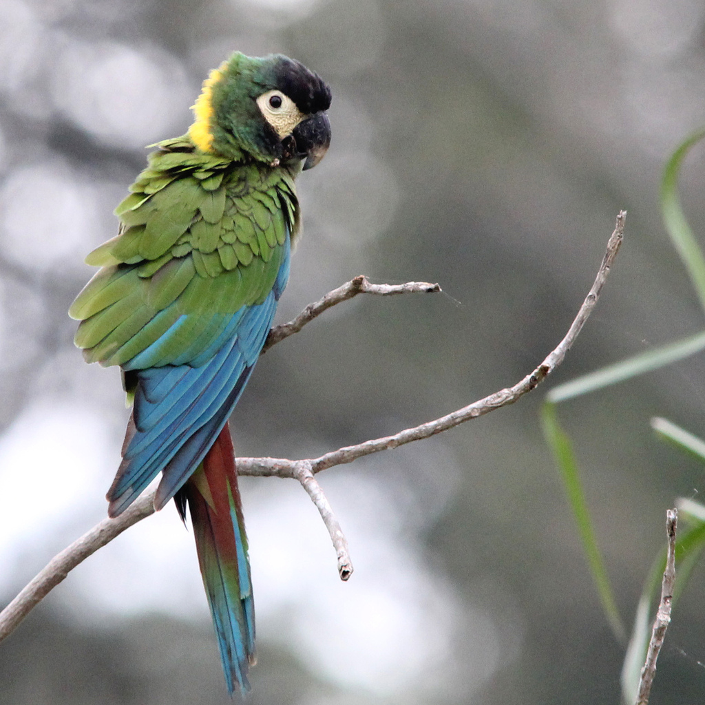 Foto maracanã-de-colar (Primolius auricollis) Por Henrique Langenegger ...