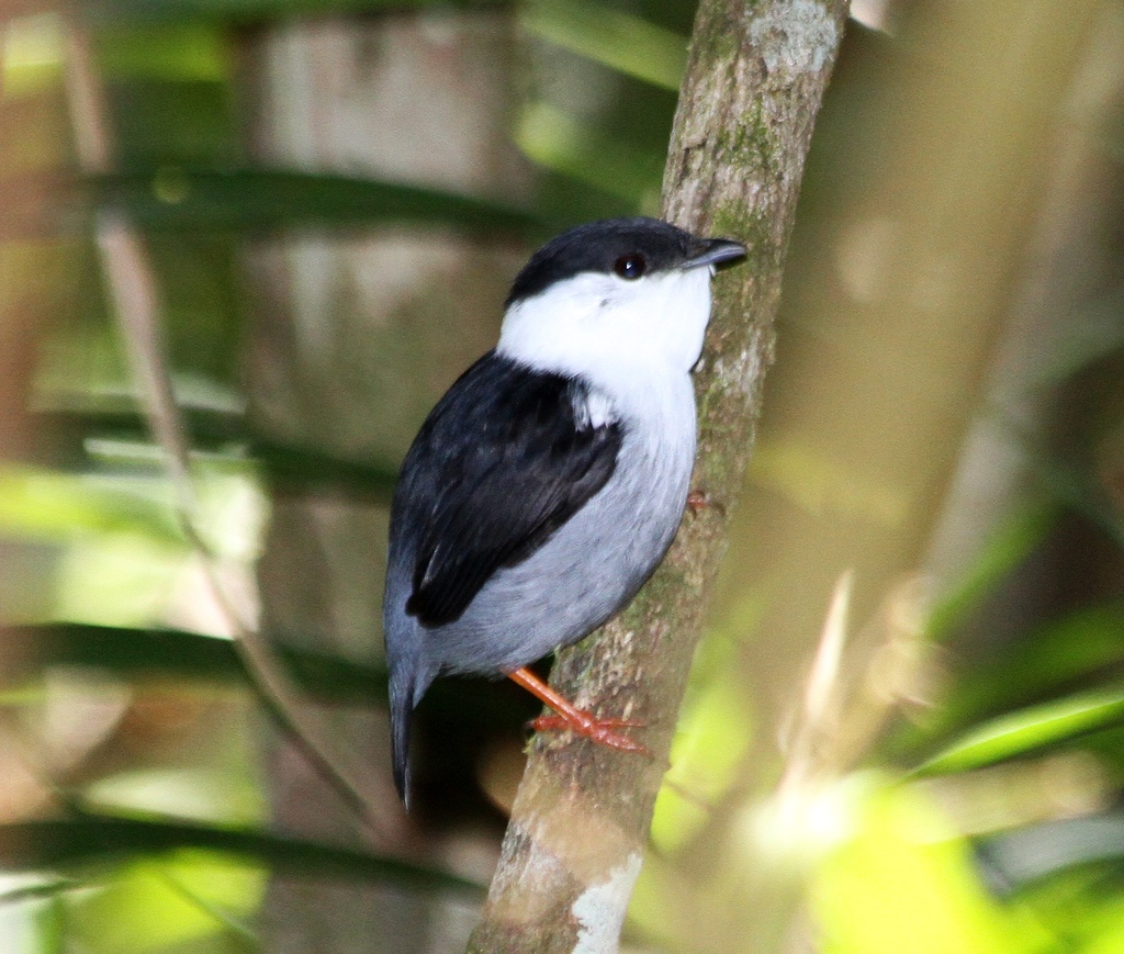 Foto rendeira (Manacus manacus) Por Vincent Kurt Lo | Wiki Aves - A ...
