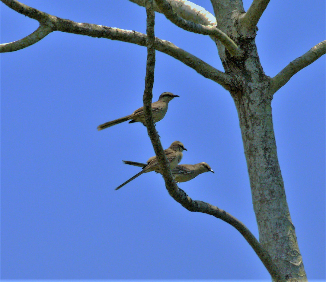 Foto sabiá-do-campo (Mimus saturninus) Por Márcio L. Souza | Wiki Aves ...
