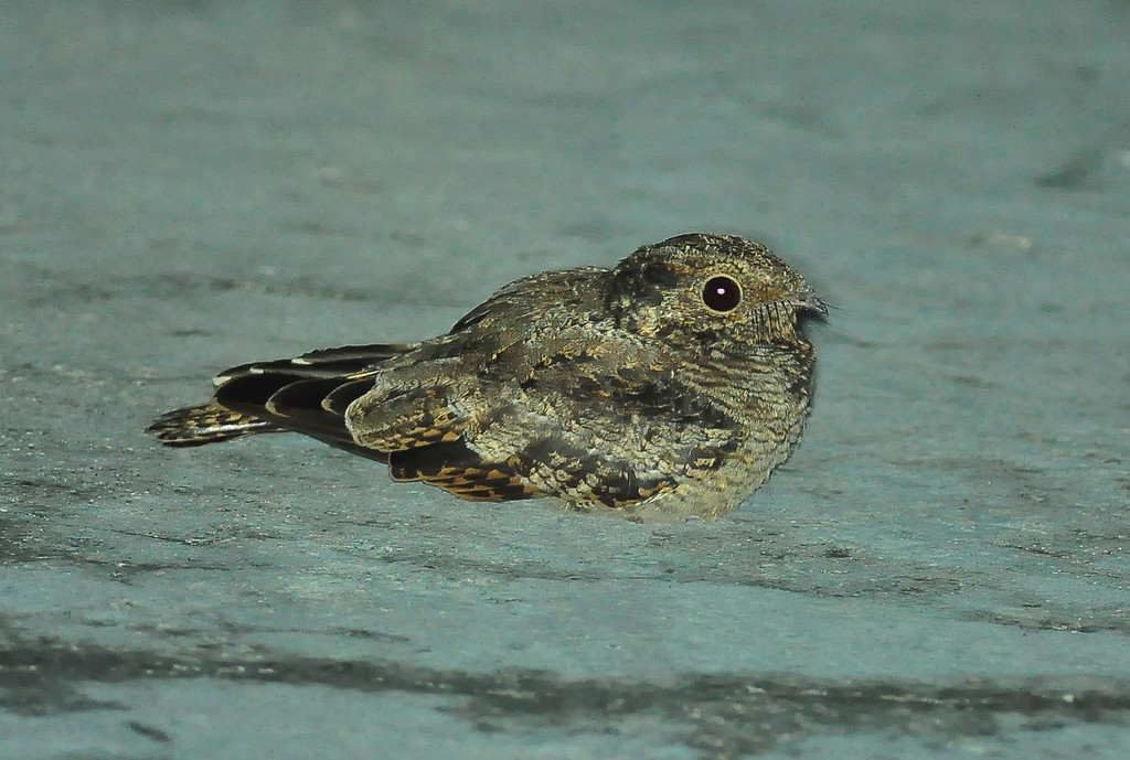 Foto acurana (Hydropsalis climacocerca) Por Robson Czaban | Wiki Aves ...