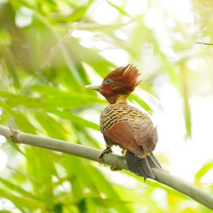 pica-pau-lindo (Celeus spectabilis) | WikiAves - A Enciclopédia das ...