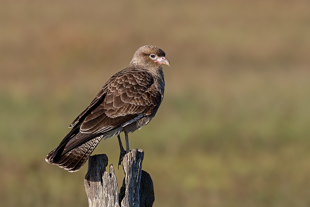 Foto chimango (Milvago chimango) Por Alexandre Gualhanone | Wiki Aves ...