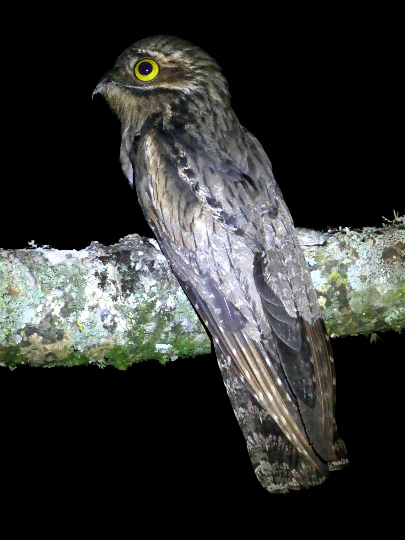 Foto urutau (Nyctibius griseus) Por Gustavo Gomes | Wiki Aves - A ...