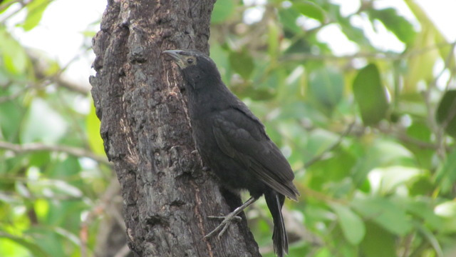 Foto chupim (Molothrus bonariensis) Por Paula Ramos | Wiki Aves - A ...