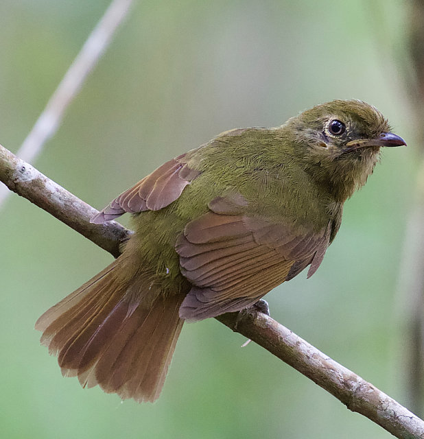 Foto flautim (Schiffornis virescens) Por Paulo Cunha Pereira | Wiki ...