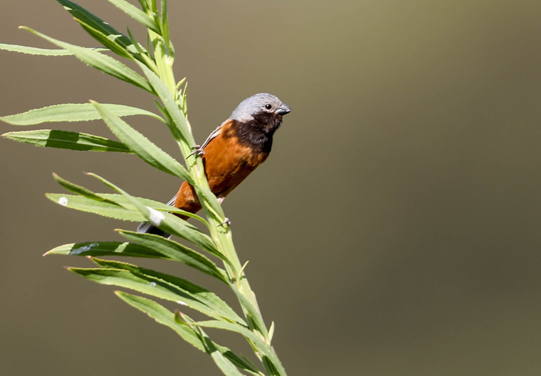 Foto caboclinho-de-papo-escuro (Sporophila ruficollis) Por Claudio ...