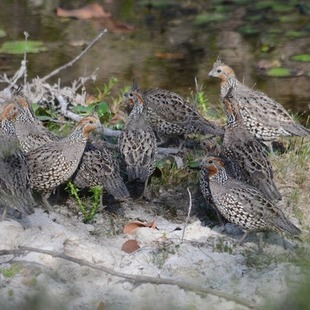 uru-do-campo (Colinus cristatus) | WikiAves - A Enciclopédia das Aves ...