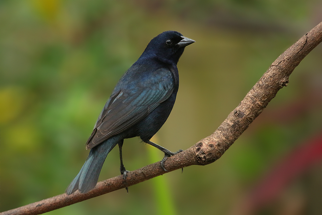 Foto chupim (Molothrus bonariensis) Por Leonardo Casadei | Wiki Aves ...