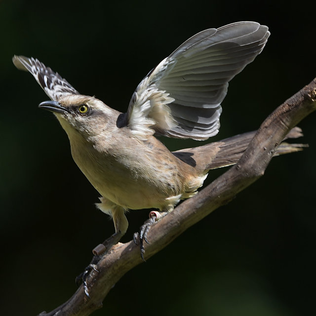 Foto sabiá-do-campo (Mimus saturninus) Por Jorge P Souza | Wiki Aves ...