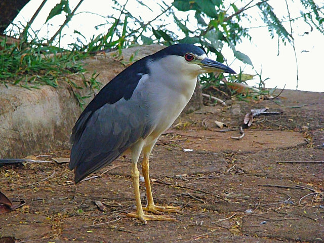 Foto socó-dorminhoco (Nycticorax nycticorax) Por Cláudio de Oliveira Jr ...