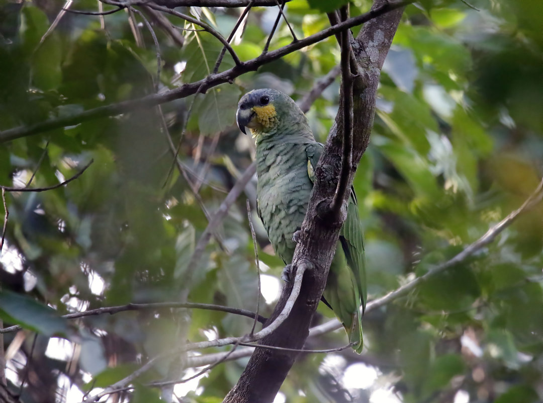 Foto curica (Amazona amazonica) Por Jayrson Araújo | Wiki Aves - A ...