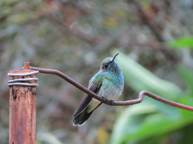 Foto beija-flor-de-orelha-violeta (Colibri serrirostris) Por Cris ...