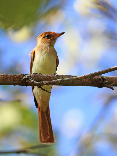 Foto caneleiro-enxofre (Casiornis fuscus) Por Almir Tavora | Wiki Aves ...