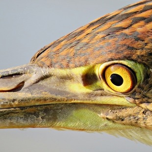 socó-boi (Tigrisoma lineatum) | WikiAves - A Enciclopédia das Aves do ...