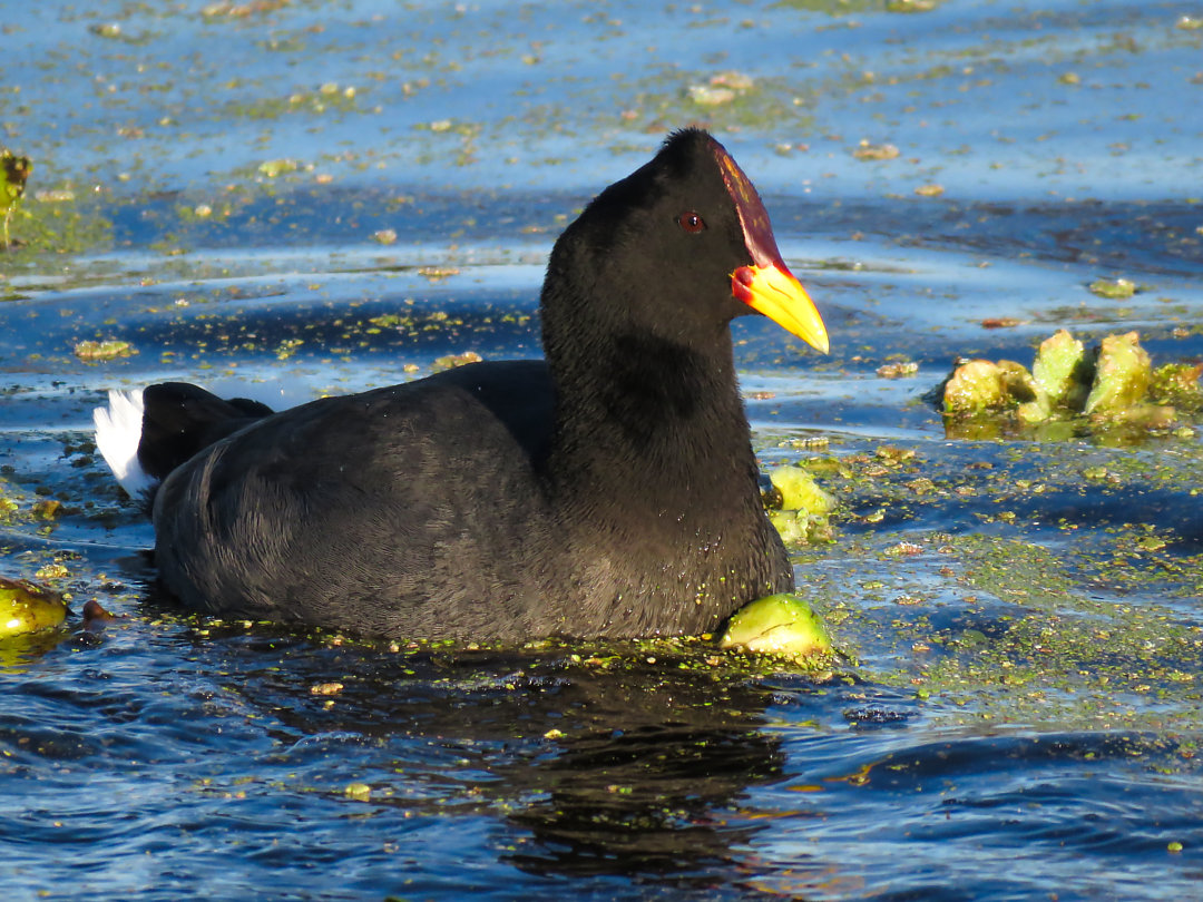 Foto carqueja-de-escudo-vermelho (Fulica rufifrons) Por Raphael Kurz ...