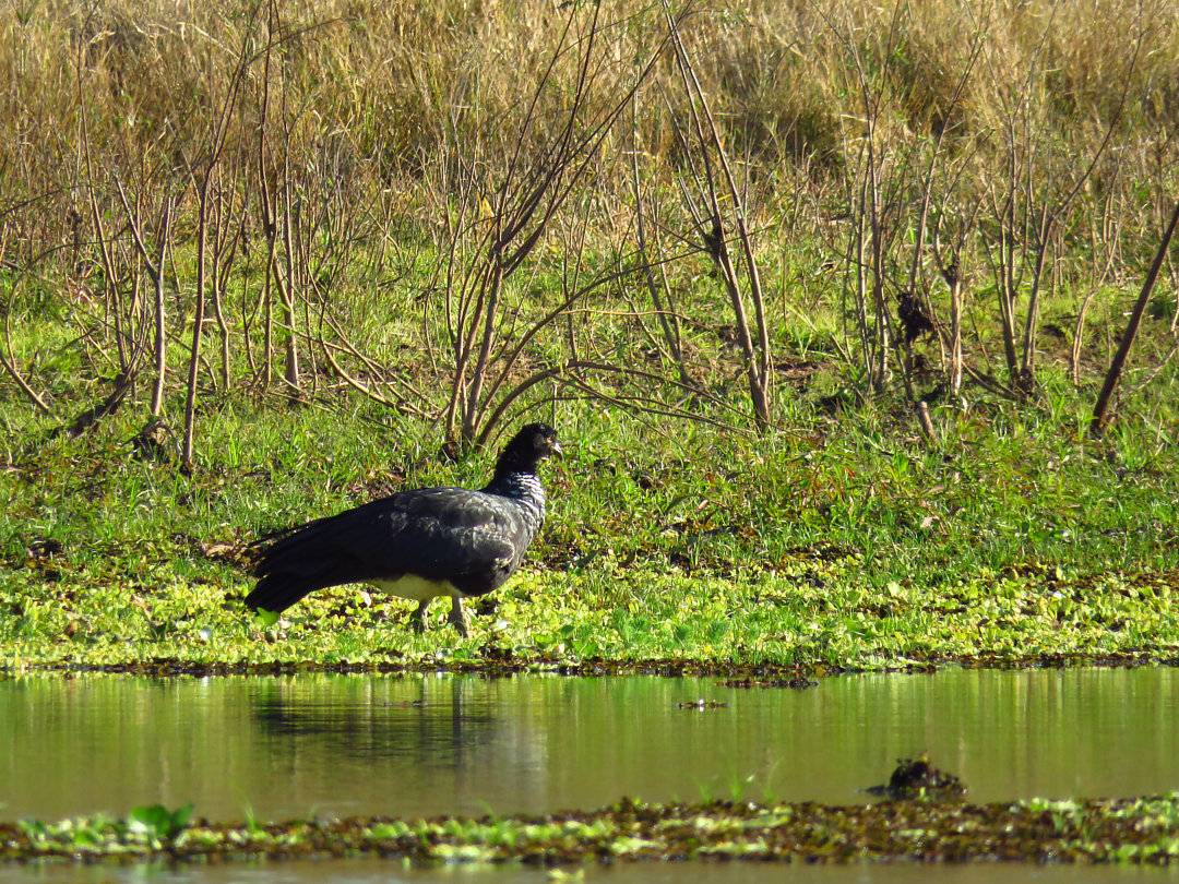 Foto anhuma (Anhima cornuta) Por Fabiano Fazzio | Wiki Aves - A ...