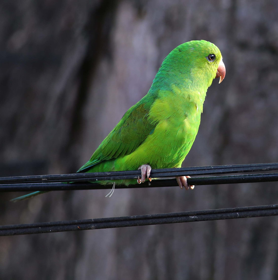 Foto periquito-rico (Brotogeris tirica) Por Izaias Silva | Wiki Aves ...