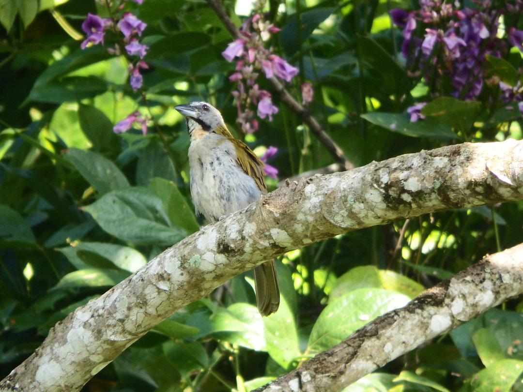Foto trinca-ferro (Saltator similis) Por Jéssica Oliveira | Wiki Aves ...