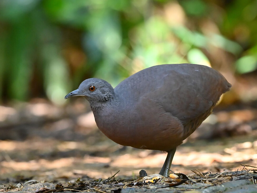 Foto inhambuguaçu (Crypturellus obsoletus) Por Stephen Jones | Wiki ...