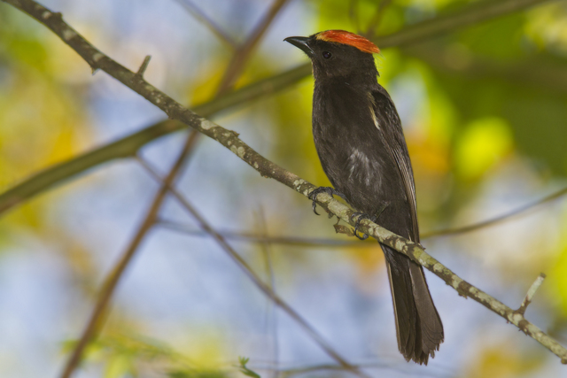 Foto tiê-galo (Loriotus cristatus) Por Marcio Toledo | Wiki Aves - A ...