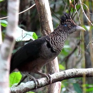 jacu-estalo (Neomorphus geoffroyi) | WikiAves - A Enciclopédia das Aves ...