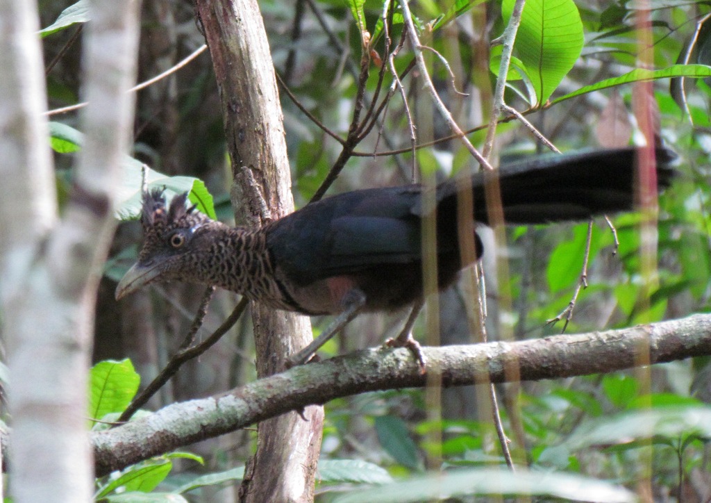 Foto jacu-estalo (Neomorphus geoffroyi) Por Fagner Daniel Teixeira ...