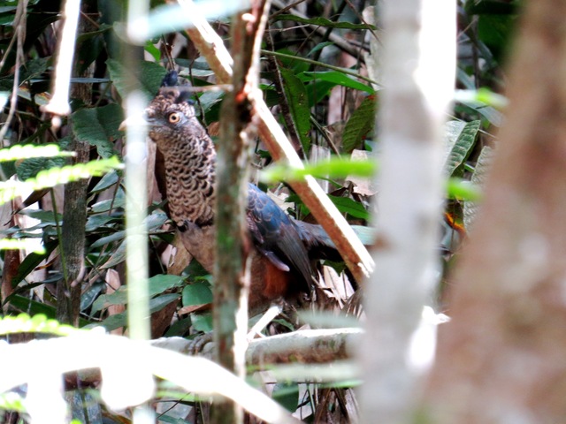 Foto jacu-estalo (Neomorphus geoffroyi) Por André Aroeira | Wiki Aves ...