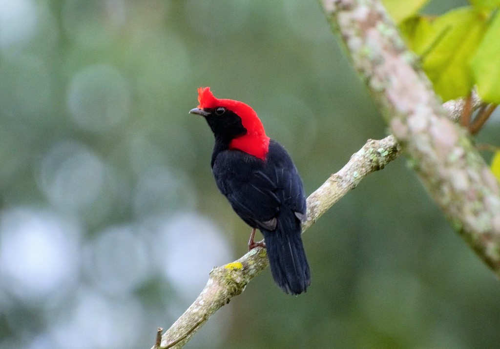 Foto soldadinho (Antilophia galeata) Por Tâmer Faleiros | Wiki Aves - A ...