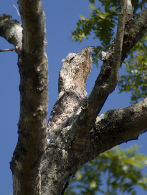 Foto urutau-grande (Nyctibius grandis) Por Danilo Almeida-Santos | Wiki ...