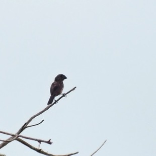 bicudo (Sporophila maximiliani) | WikiAves - A Enciclopédia das Aves do ...