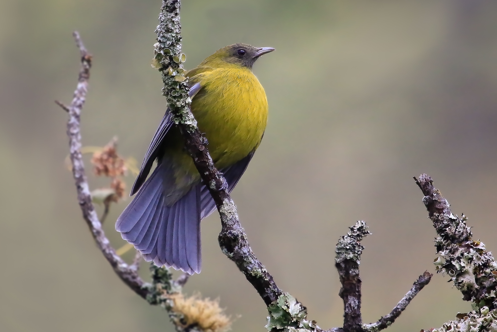 Foto saudade-de-asa-cinza (Lipaugus conditus) Por Ernani Olivera | Wiki ...