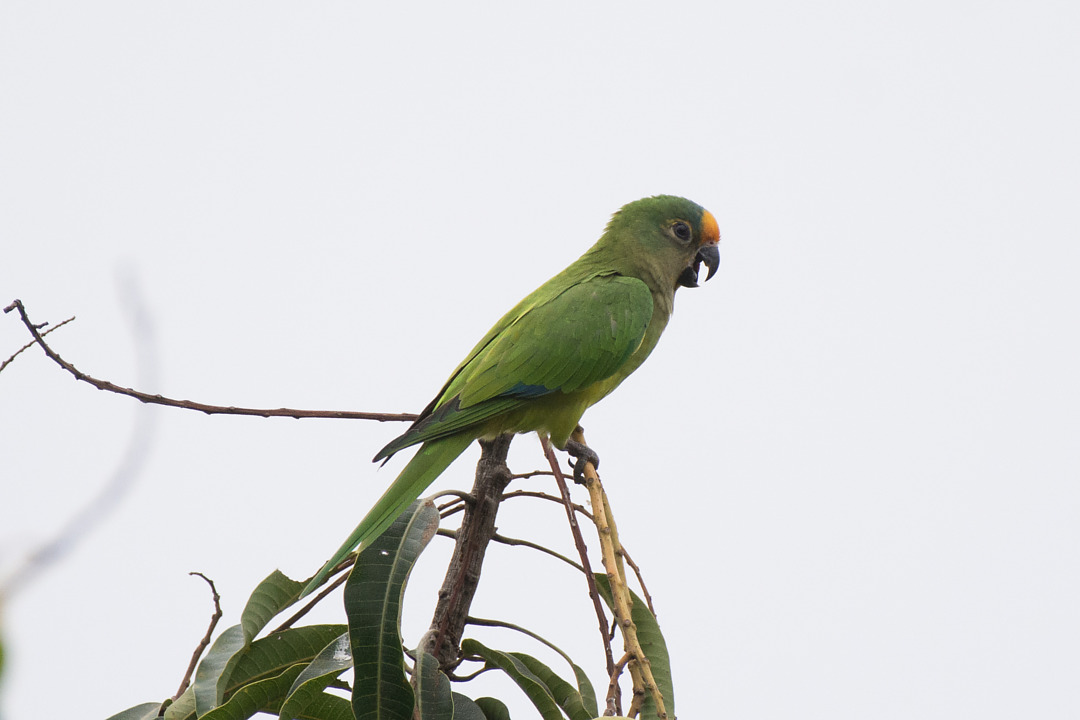Foto periquito-rei (Eupsittula aurea) Por Lucas Alves (Lukinha) | Wiki ...