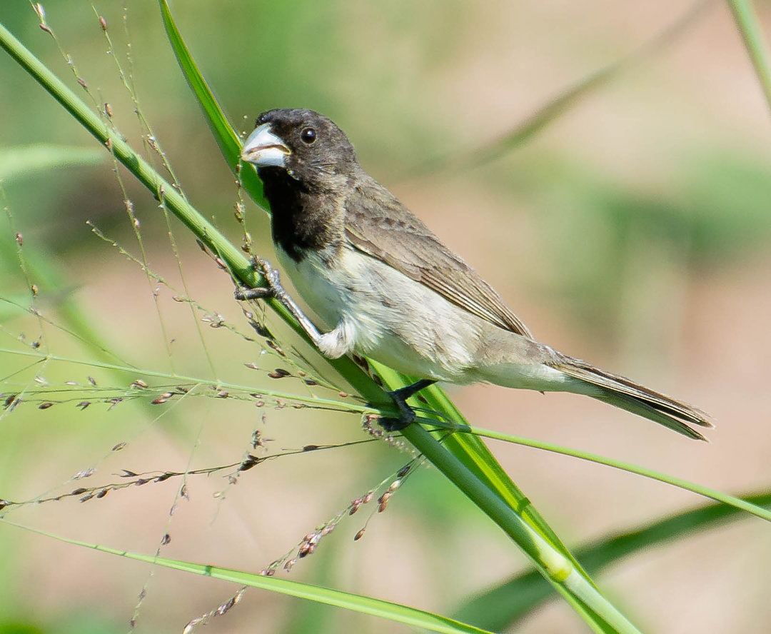 Foto papa-capim-de-costas-cinza (Sporophila ardesiaca) Por Glauco ...