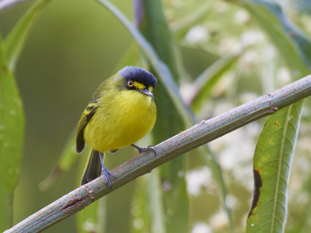 Foto teque-teque (Todirostrum poliocephalum) Por Claudio Lopes | Wiki ...